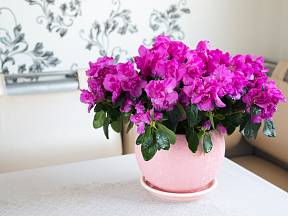 Pokojová azalka: Jak se o ni starat, aby dlouho kvetla a prospívala ...