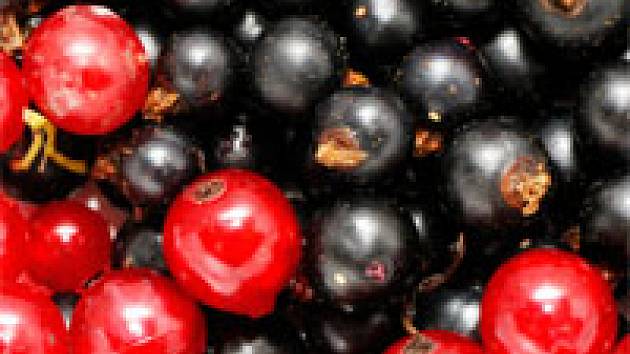 Pěstování rybízu – zahradni tipy