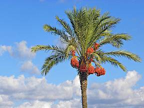 Datlová palma a její dary, sladké datle – zahradni tipy