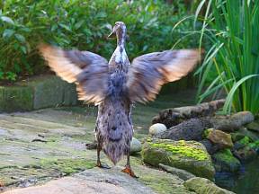 Indičtí běžci v zimě: Jak připravit kachny na mráz a sníh? – zahradni tipy