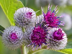 Léčivé bodláky: lopuch, ostropestřec a maralí kořen – zahradni tipy