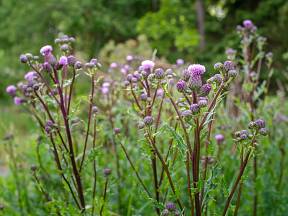 Pcháč oset: Bodlák, který utiskuje květiny i zeleninu – zahradni tipy