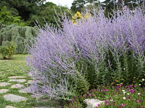Perovskie lebedolistá – suchomilná trvalka – zahradni tipy