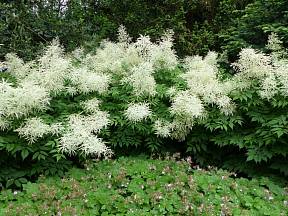 Udatna, kvetoucí trvalka do stínu: Je libo trpasličí či obří ...